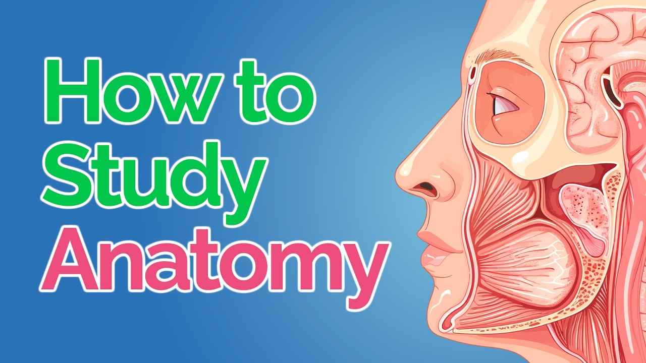 How To Study Anatomy In Med School 5 Fool Proof Steps YouTube How To Study Anatomy In Med School 5 Fool Proof Steps YouTube