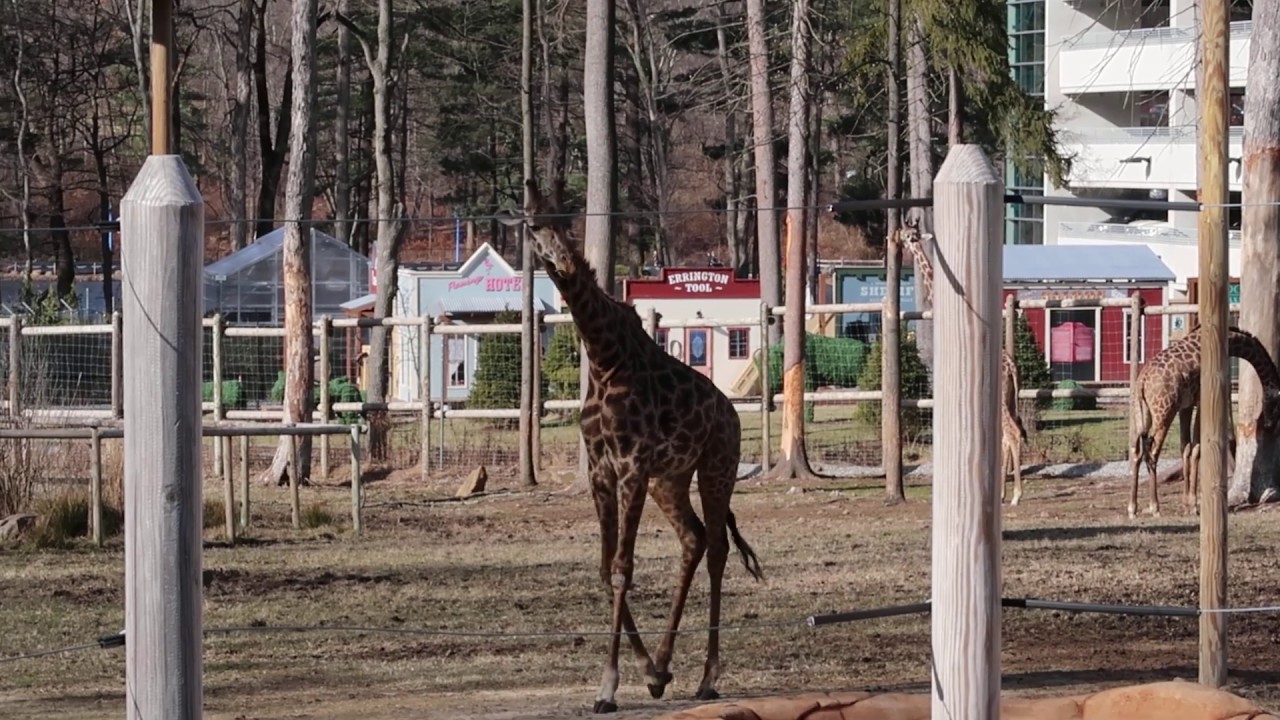 A trip to the Turtle Back Zoo - YouTube