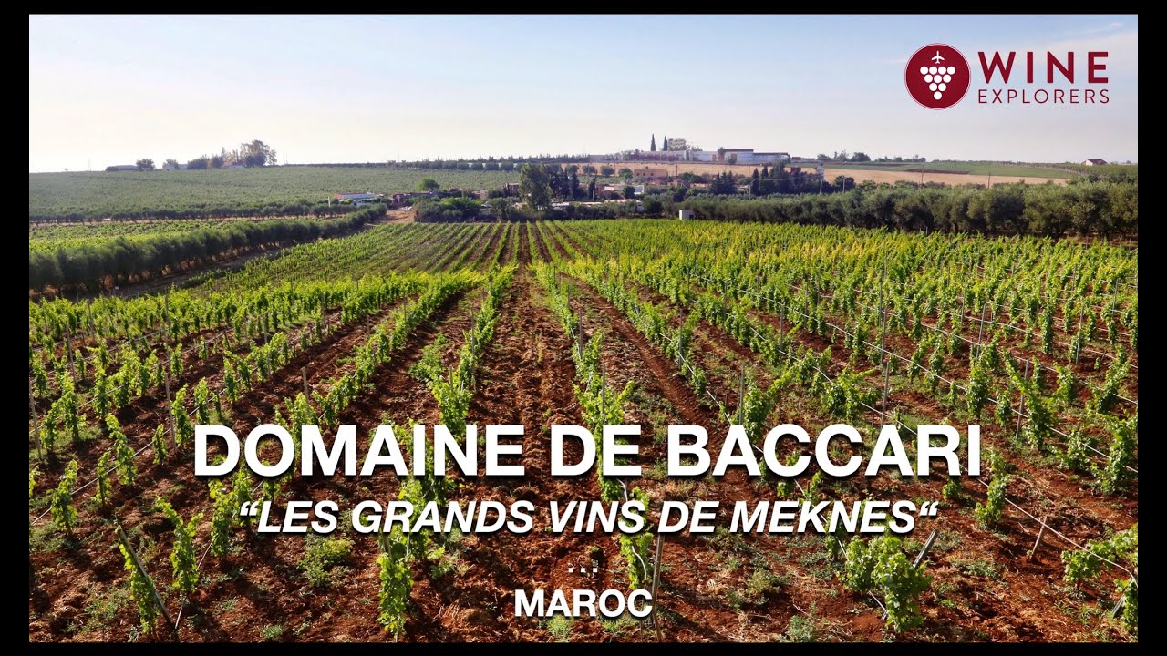 DOMAINE DE BACCARI : LES GRANDS VINS DE MEKNES l MAROC l WINE EXPLORERS ...