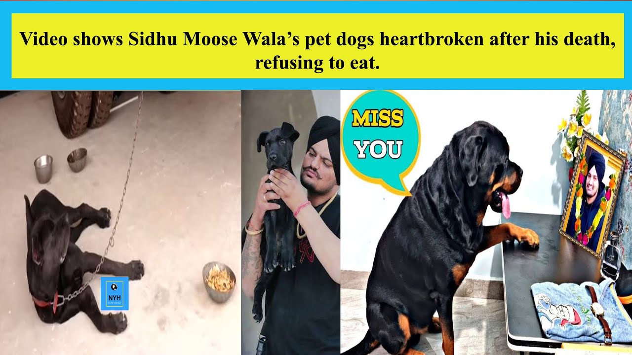 Video shows Sidhu Moose Wala’s pet dogs heartbroken after his death ...
