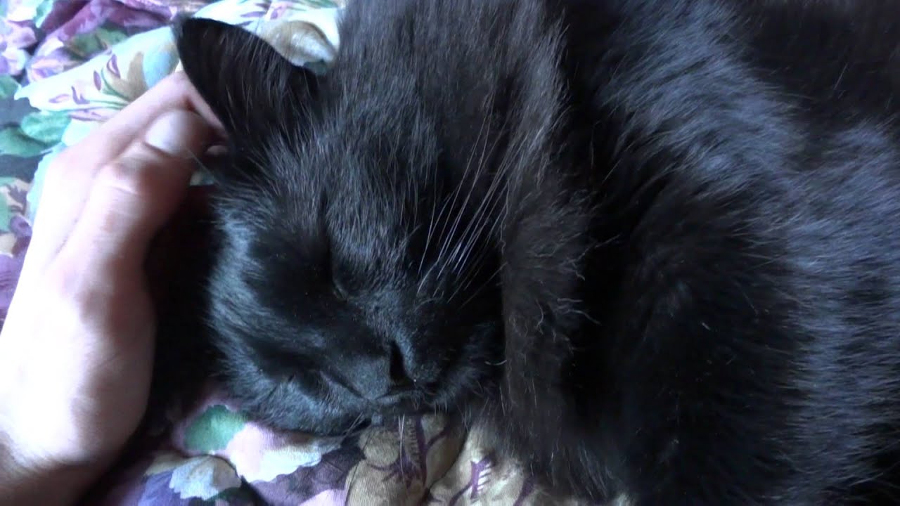 Cute Cats Napping on a bed. Purring. HD. - YouTube