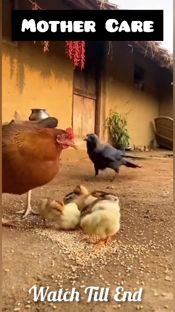 Everyone Thought It Was Over... Then the Mother Hen Did the Impossible ...