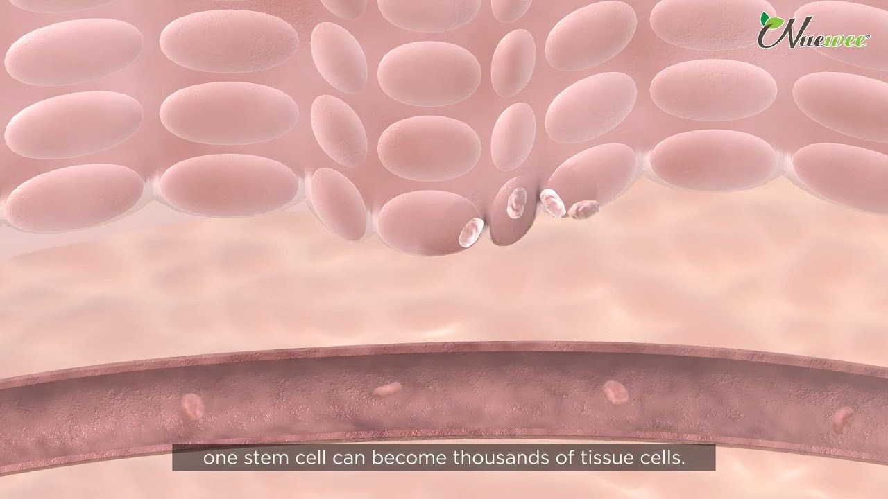 How Stem Cells repair our body tissues? Why is it so important ️🤔 - YouTube