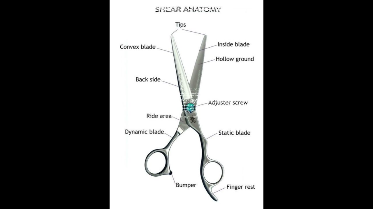 Scissor Anatomy Salonfact