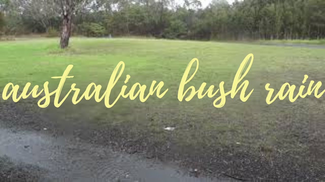 Australian Bush Rain - Rainy Day in the Bush with Relaxing Rain Falling ...