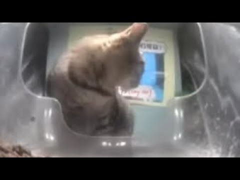 Hello Street Cat: Happy Canteen Turf Wars - YouTube
