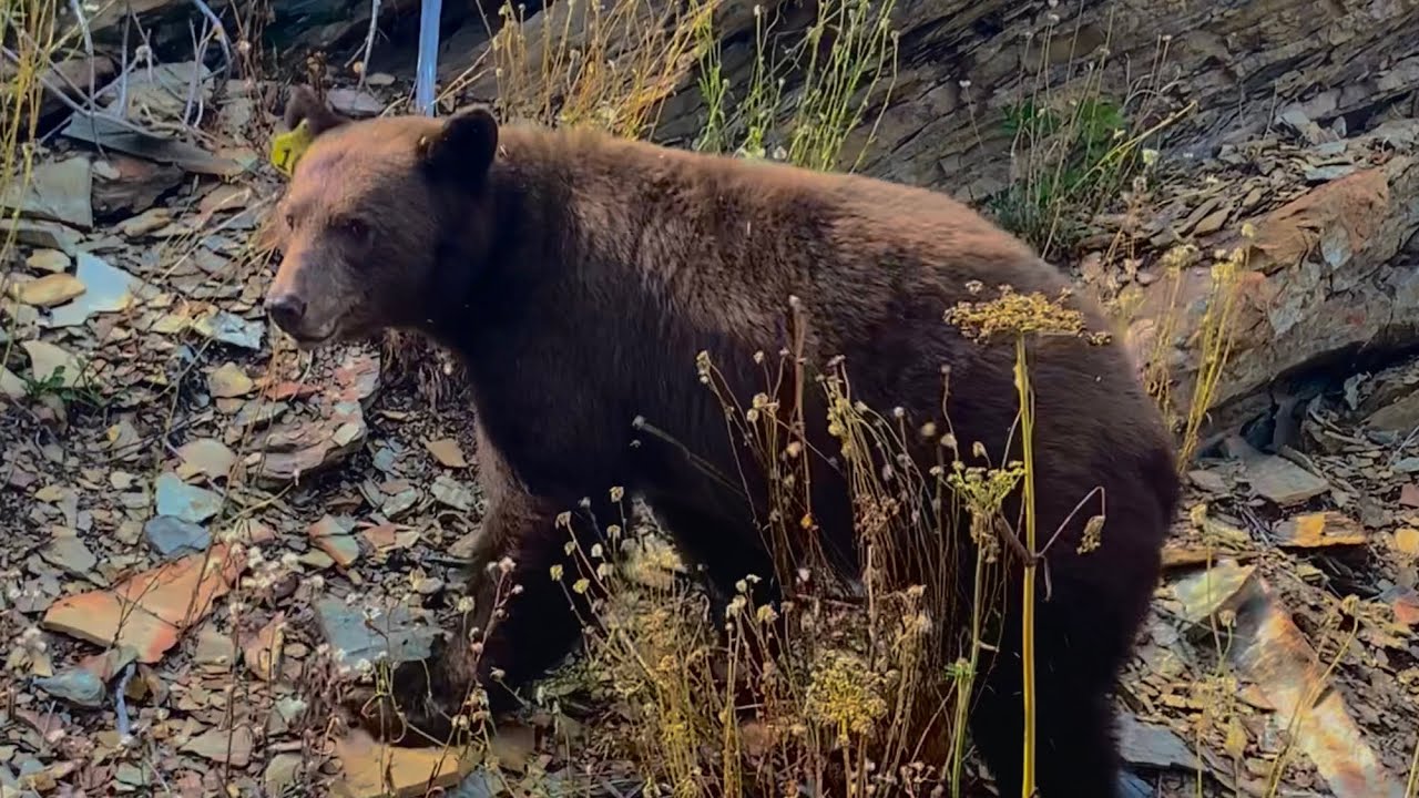 7 Ft Away From a Wild Bear!! - YouTube