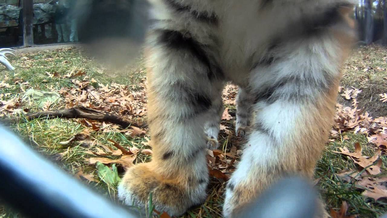 Adorable Tiger Cubs Sniff Smelly Camera - YouTube