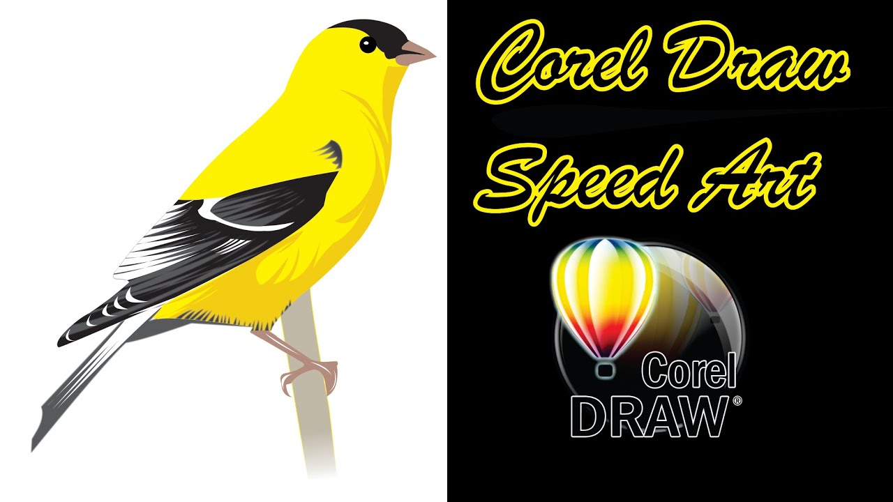 How to Draw A Bird in Corel Draw X7 - YouTube