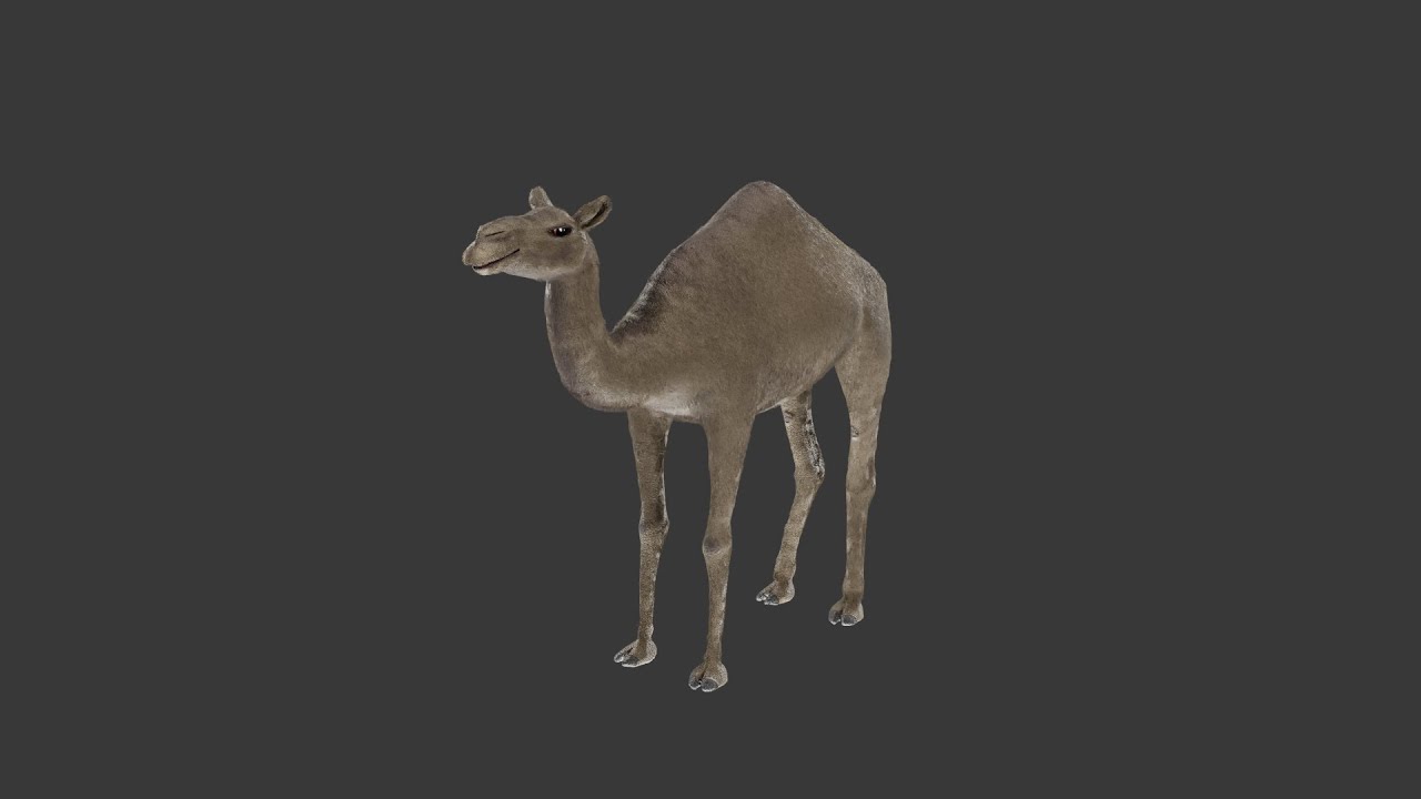 Camel Animation—Walk Cycle and More. - YouTube
