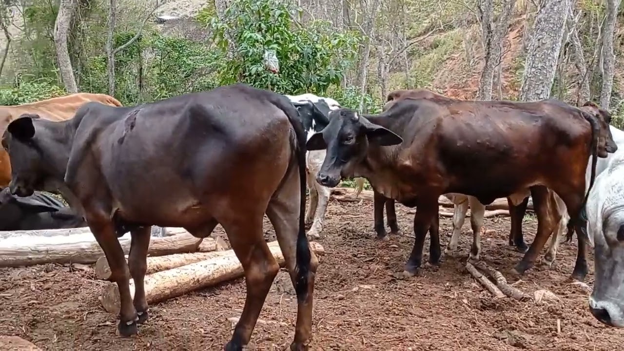 minha vaca está amojando - YouTube
