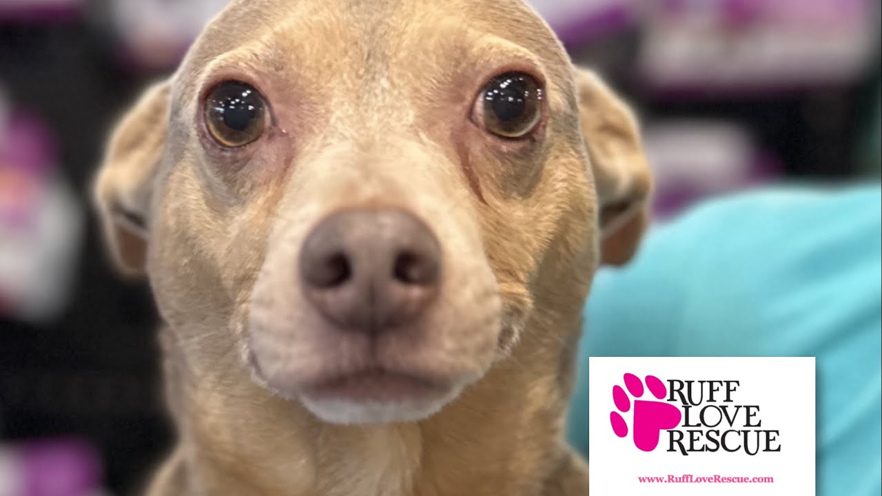 Just a few Ruff Love Rescue Pups ️ - YouTube