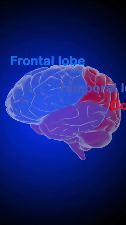 How Does the Human Brain Work? - YouTube