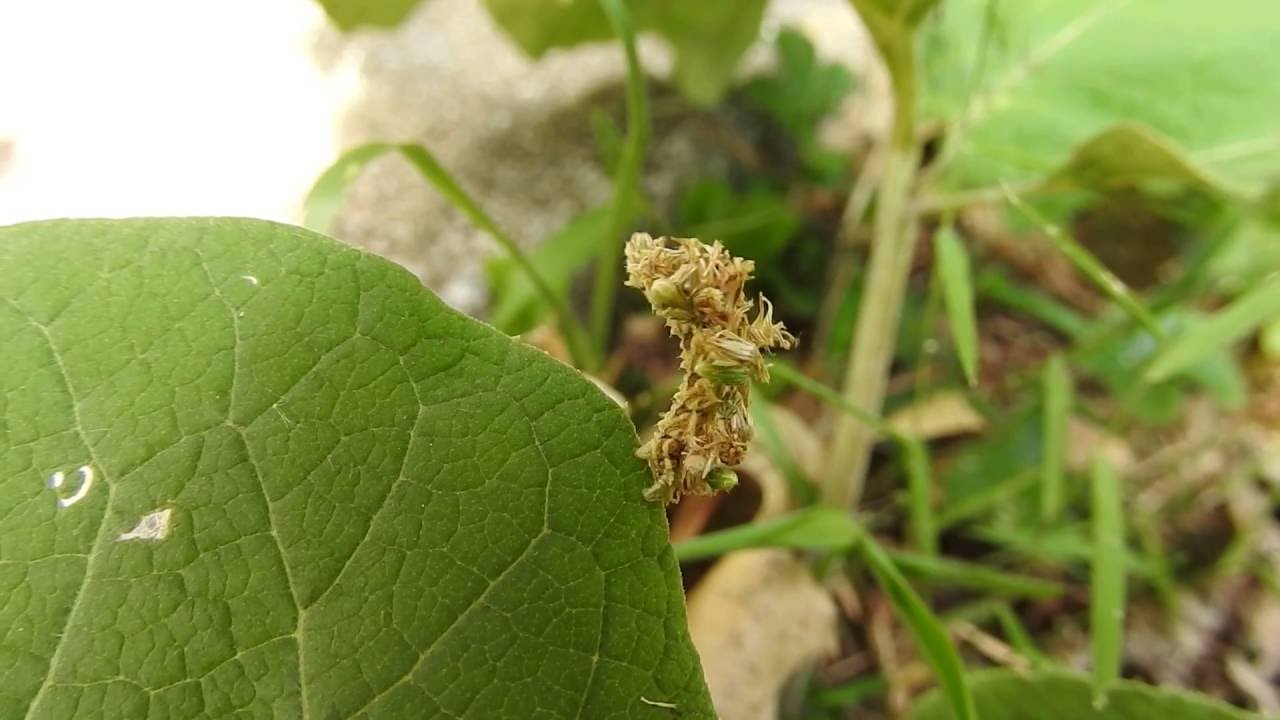 Camouflage Looper (inchworm) #2 - YouTube