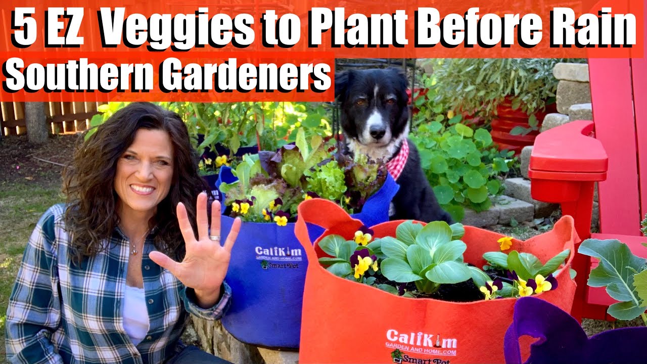 5 EASY Vegetables to Plant Before Winter Rain / Southern Gardeners ...