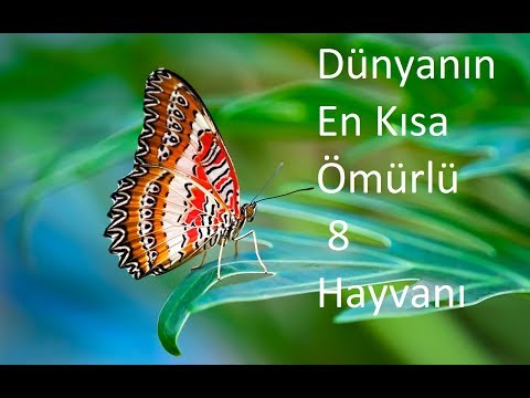 Dünyanın En Kısa Ömürlü 8 Hayvanı