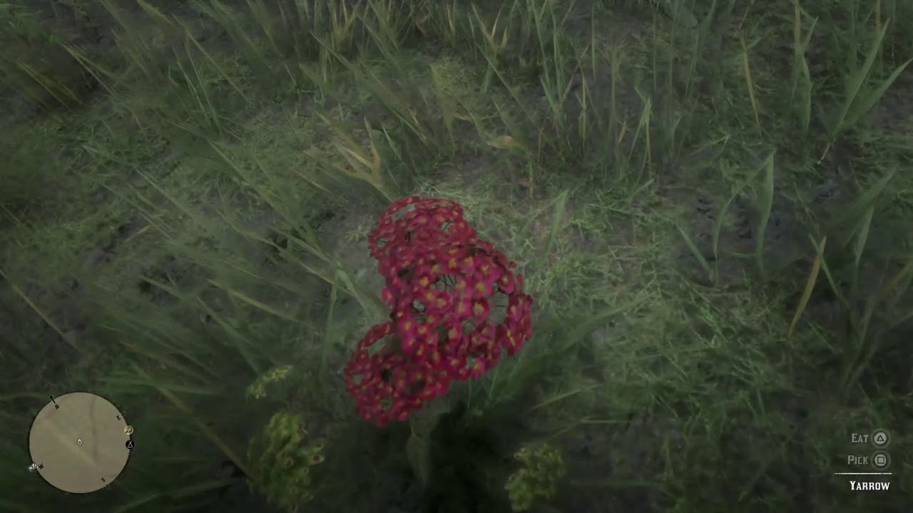 Red Dead Redemption 2 Herbalist Challenge 1 Pick 6 Yarrow - YouTube
