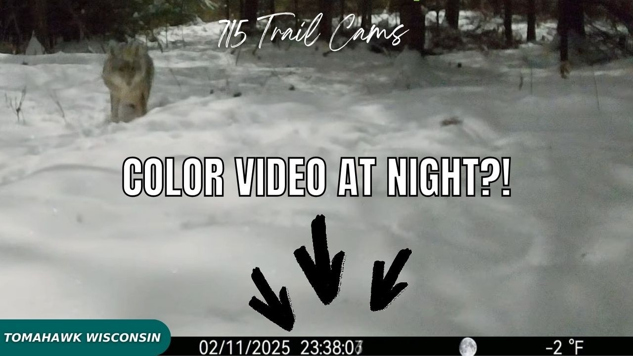 February 11th-20th 2025 Tomahawk Wisconsin Trail Camera Highlights ...