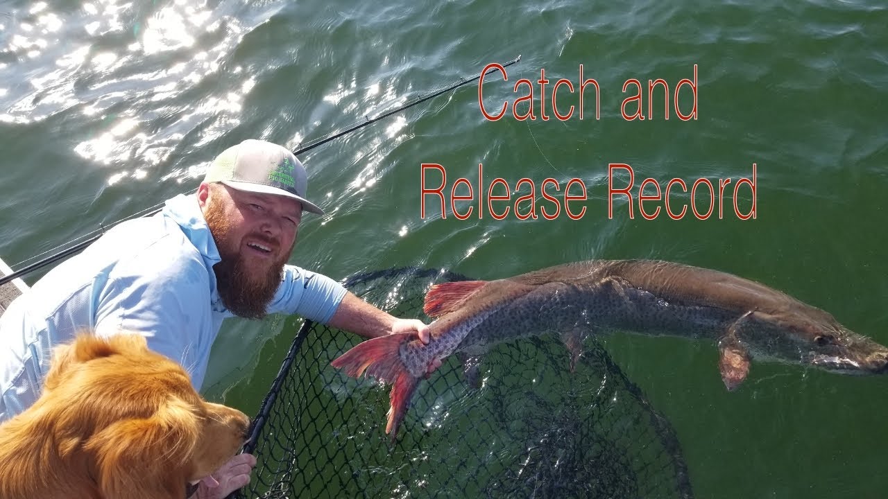 Minnesota State Record Muskie Story! (Catch and Release) - YouTube