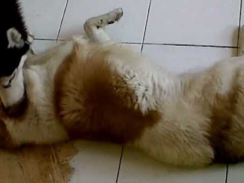 Merci & Baby jilat-jilatan telinga x_x