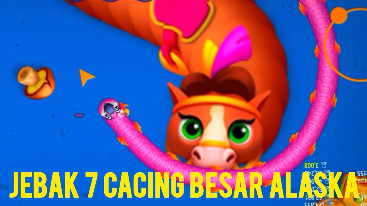 CACING LOLA BERAKSI,MENJEBAK 7 CACING BESAR ALASKA TERBARU DI WORMSZONE ...