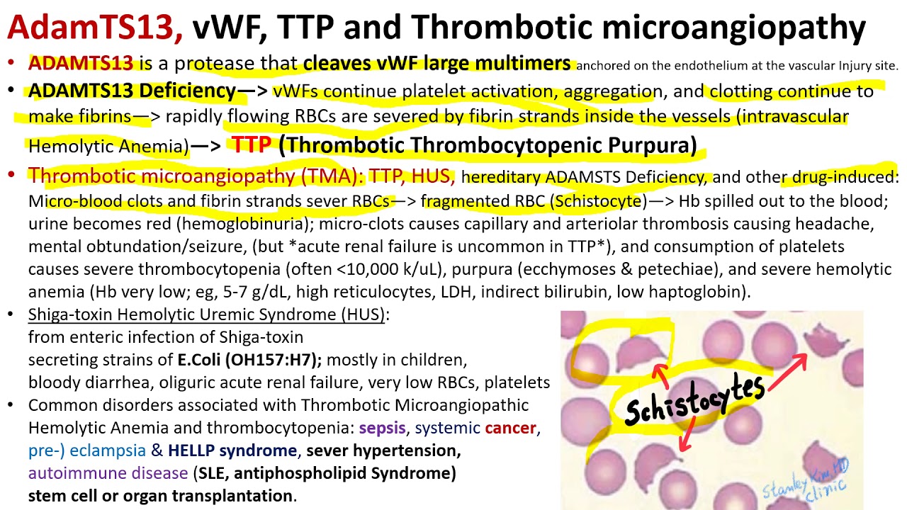Hematology in 10 Min: Hereditary Bleeding Disorder von Willebrand ...