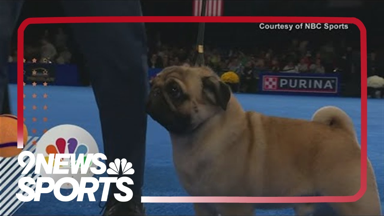 Pug wins Best in Show at National Dog Show - YouTube