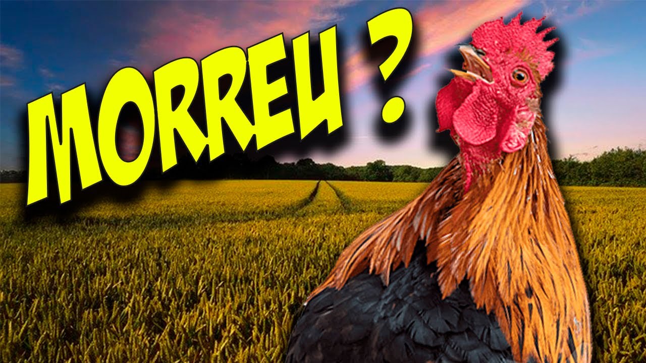 Galo canta até desmaiar 🐓 Gallo se desmaya cantando ( meme ) 🤣🤣 - YouTube