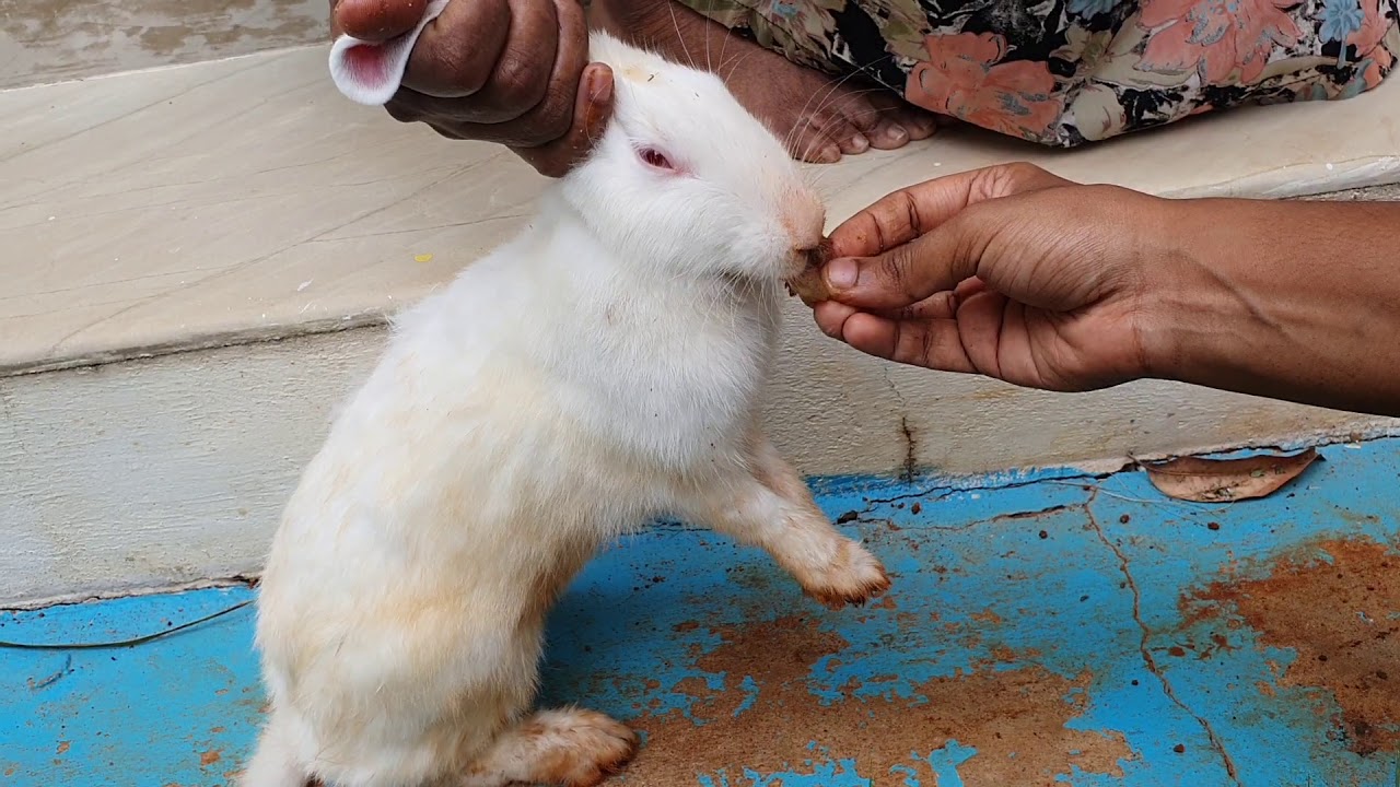 Rabbit eating mutton🥰 - YouTube