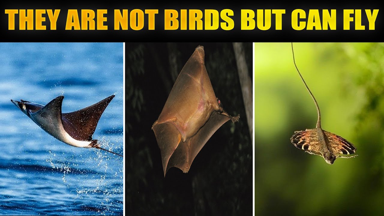 These Animals Can Fly But They Are Not Birds or Insects - YouTube
