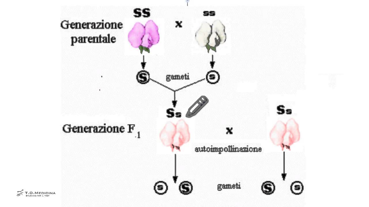 Dominanza Incompleta