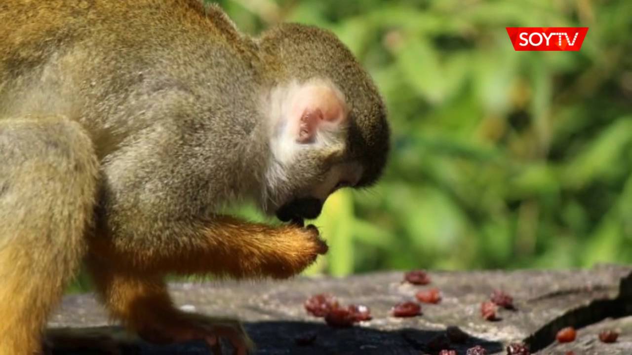 Los monos de Brasil usan herramientas de piedra hace al menos 700 años ...