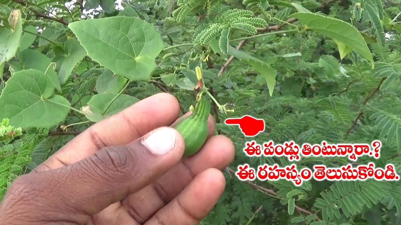 లక్షలు ఖర్చుపెట్టినా నయంకాని రోగాలను నయం చేసే చెట్టు ఇదే! || Uses of ...