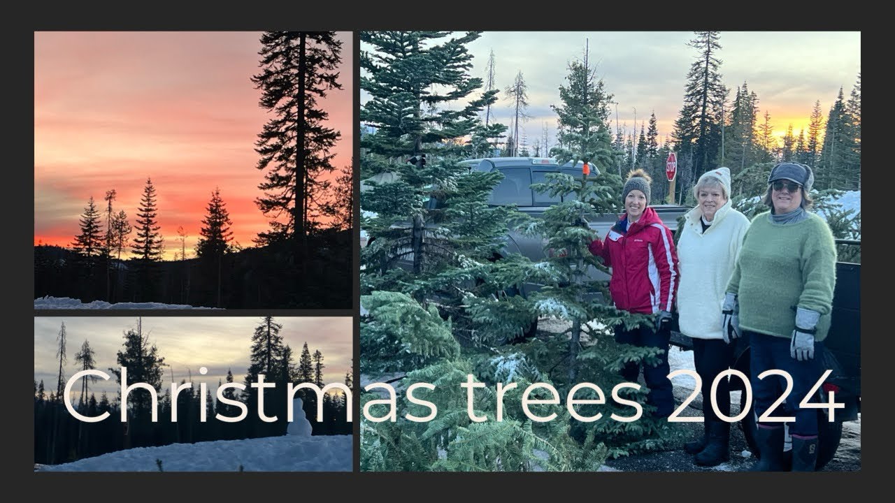 Christmas tree trip , snow trip 2024 - YouTube