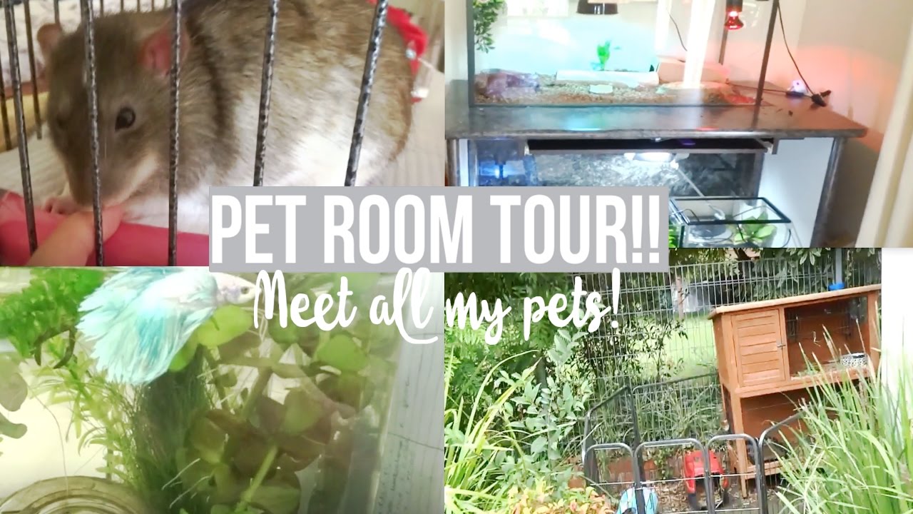 MY PET ROOM TOUR!! || Lizards, Rats, Bunnies, Fish - YouTube