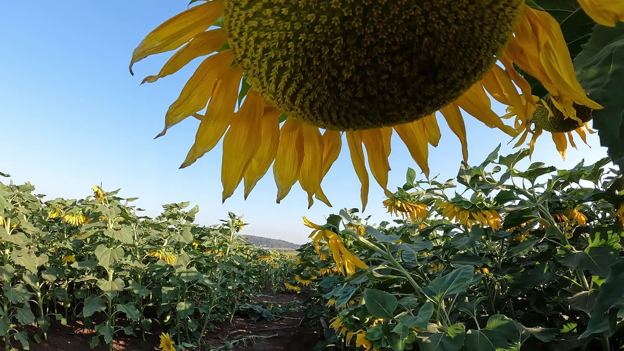 A beautiful Sunflower field at moshav Tal Shahar - Israel agriculture ...