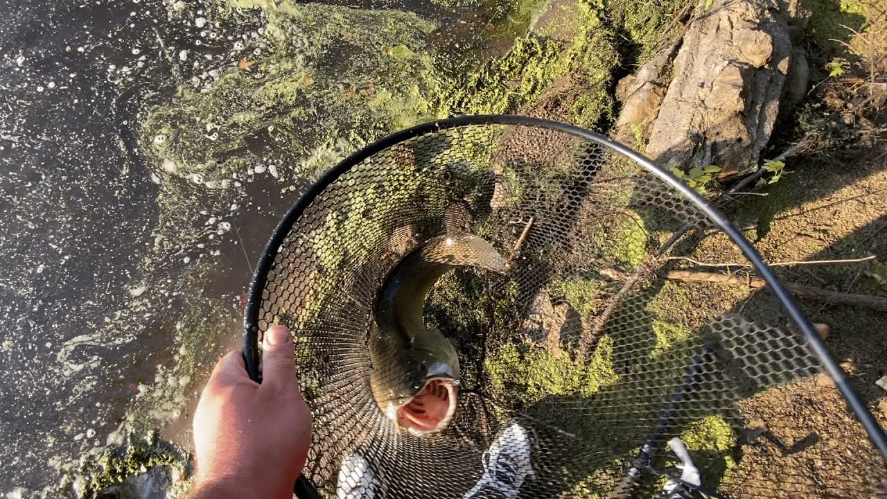 GIANT FISH Breaks One Line, Ties Itself to Another and Gets Caught ...