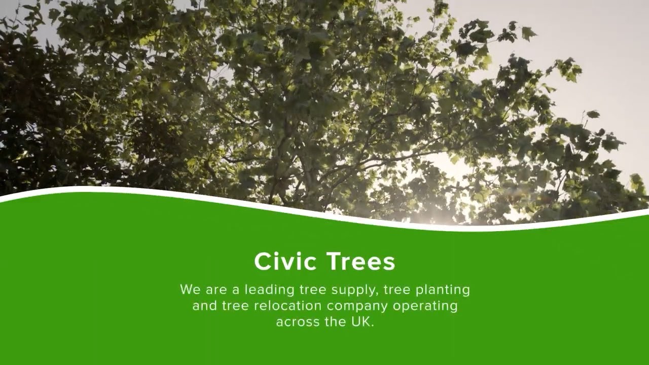 All About Civic Trees - YouTube