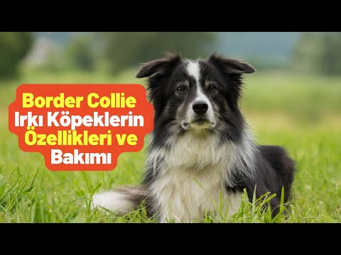 Border Collie Irkı Köpeklerin Özellikleri ve Bakımı - Pratik Bilgi Bankası