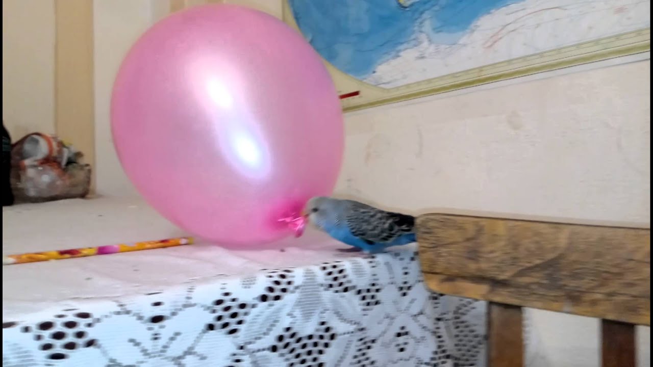 попугай.popugay.parrot - YouTube