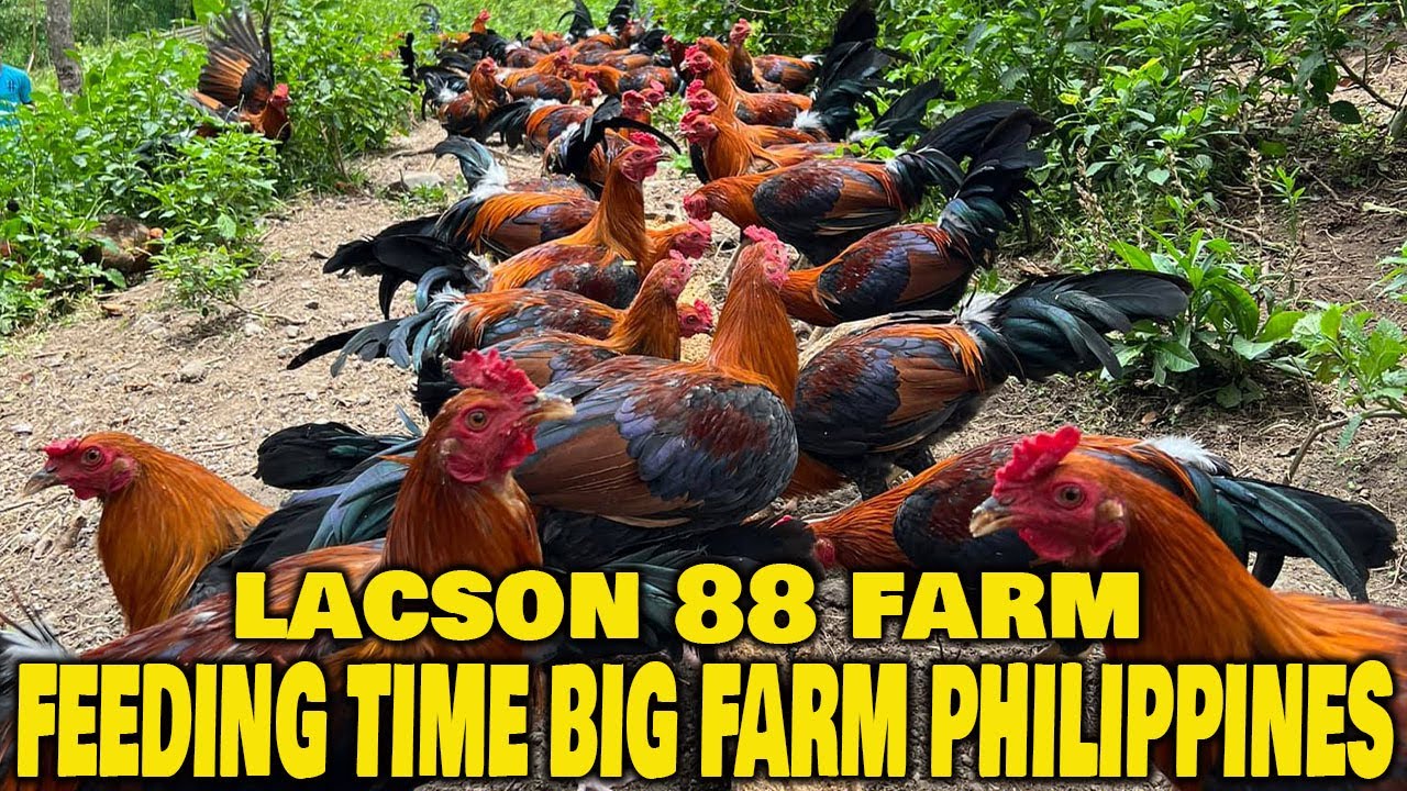 Nice View FEEDING TIME Big Farm in The Philippines Lacson 88 Farm - YouTube