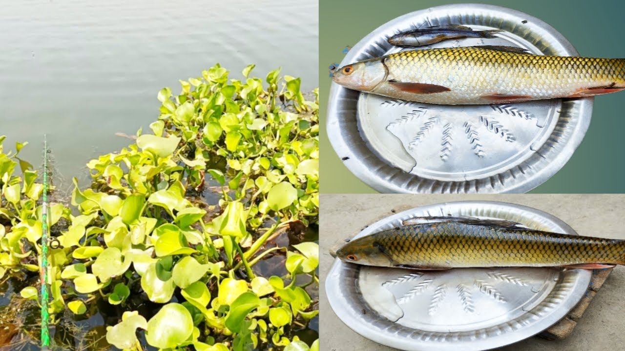 Mirgal fishing Mirgal fish Mirgal Hook Fishing नानी मछली पकड़ने का ...
