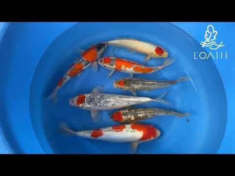 Doitsu Goshiki - Tancho Doitsu Goshiki - Tancho Goshiki - Goshiki - Koi ...