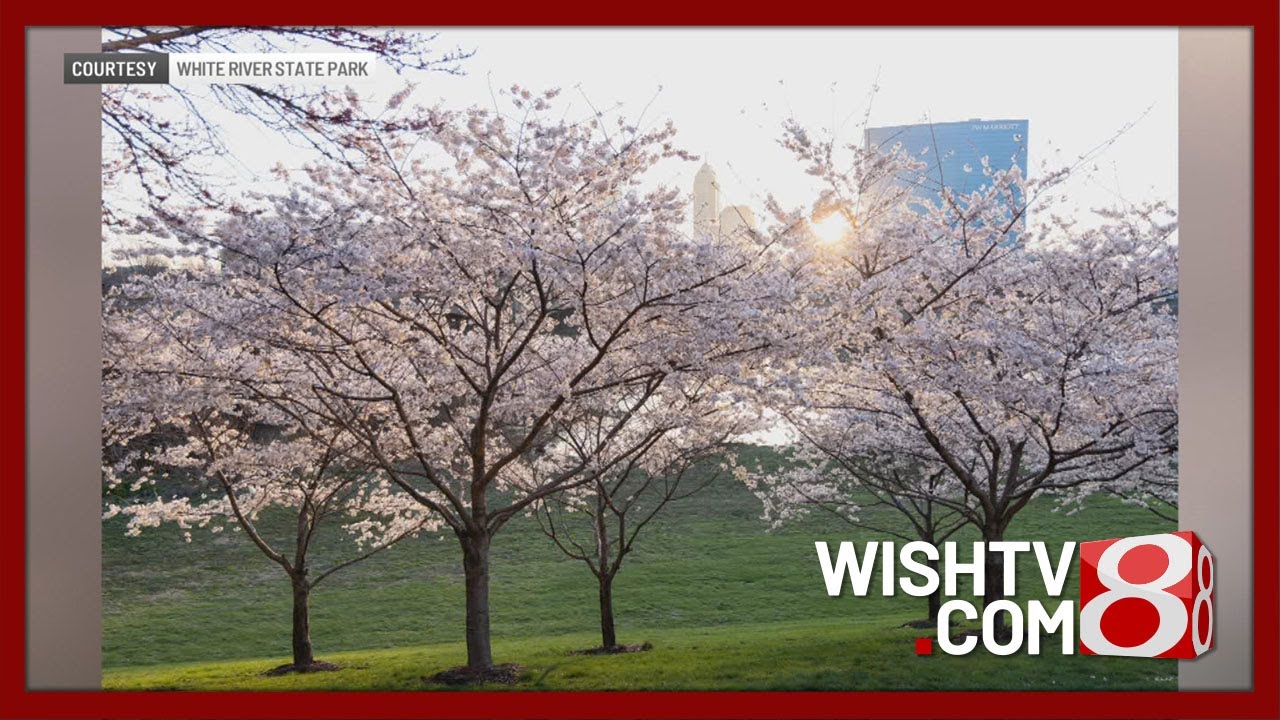 Cherry blossoms bloom at White River State Park in Indianapolis - YouTube