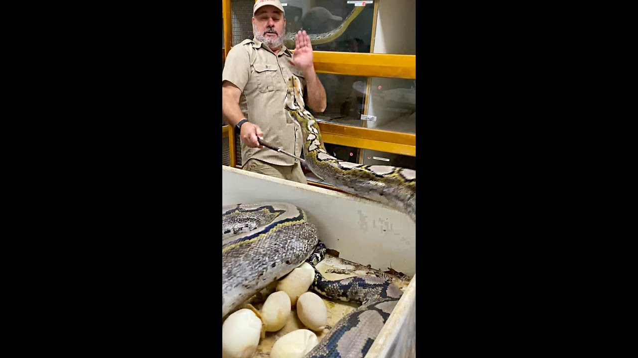 MOMMA SNAKE KEPT STRIKING😳 - YouTube