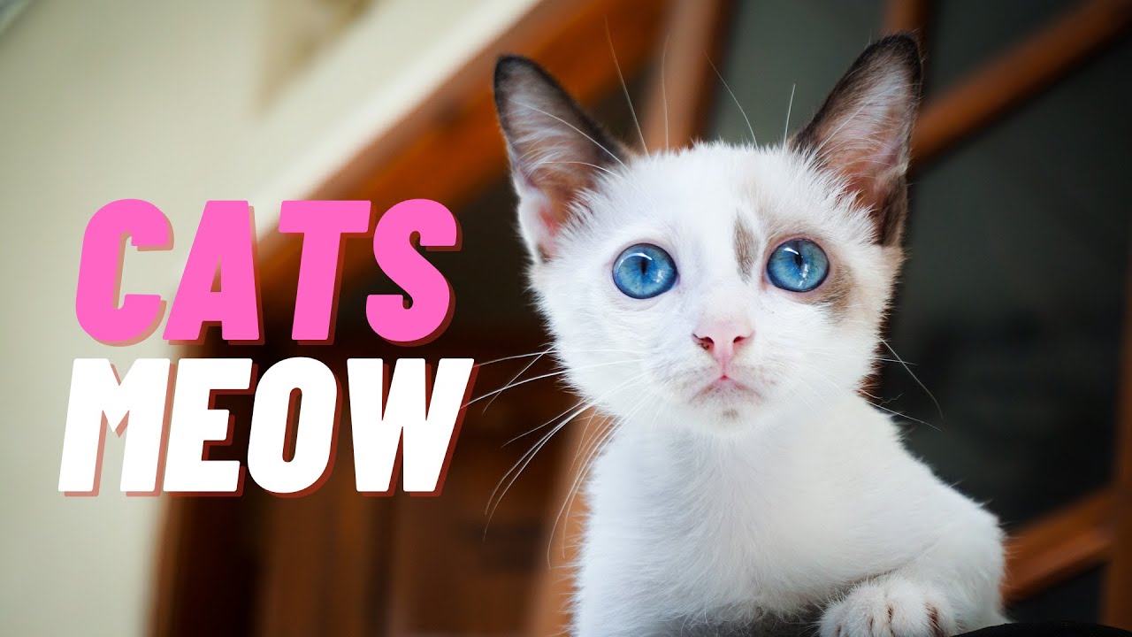 10 Cats Meow Sound Effects | Meow to make cats come to you |Cats Love ...