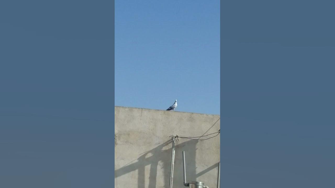 Omg The White Bird YouTube omg-the-white-bird-youtube