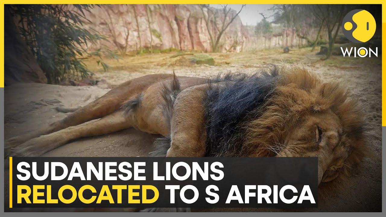 Eleven Lions find refuge in South Africa after rescue from Sudan | WION ...
