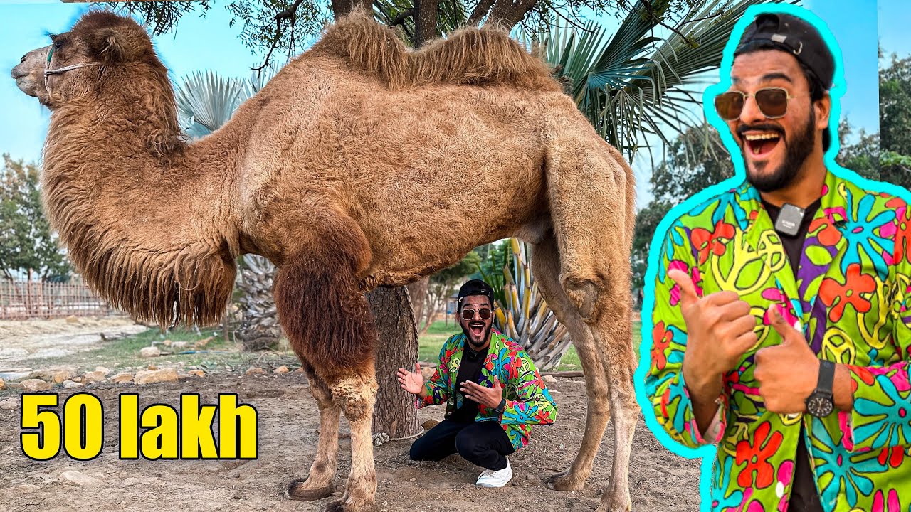 50 LAKH KA CAMEL🐫 | STORY VLOG | Mishkat Khan | The Fun Fin - YouTube