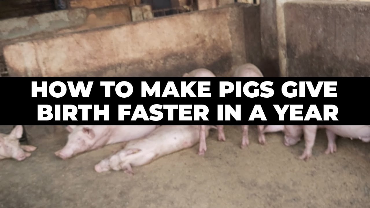 How To Make Pigs Give Birth Faster In A Year - YouTube